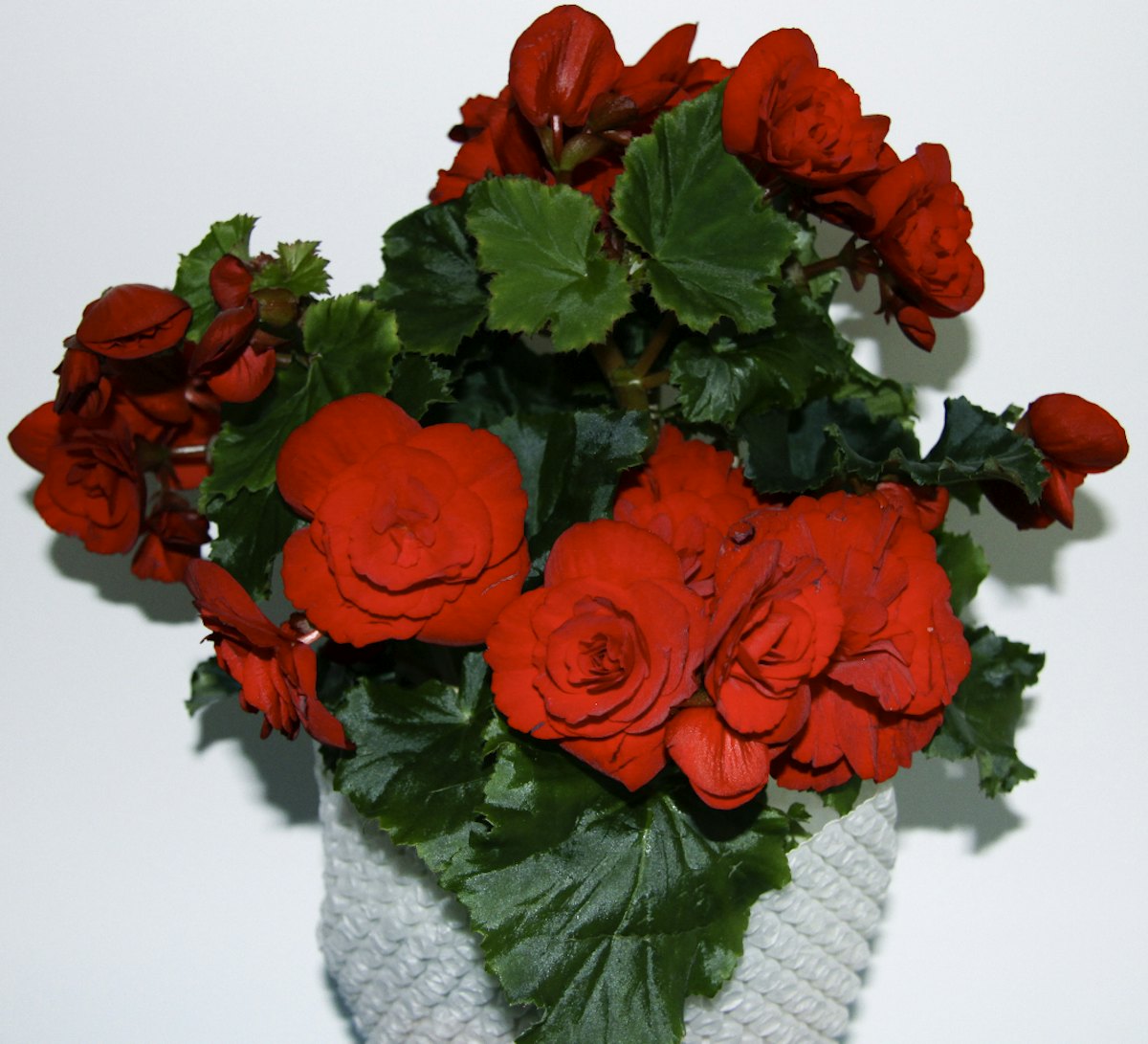 Cardia Bioplastics: Compostable bubble cushioning material From: Cardia ...